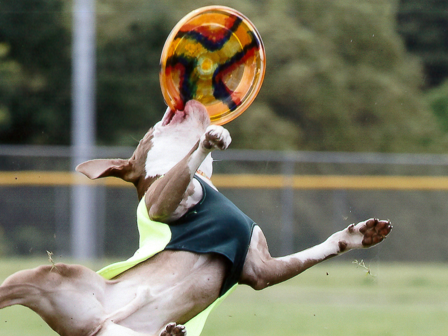 2018 Tyler Frisbee Dog and Disc Championship | The Humane Society's ...