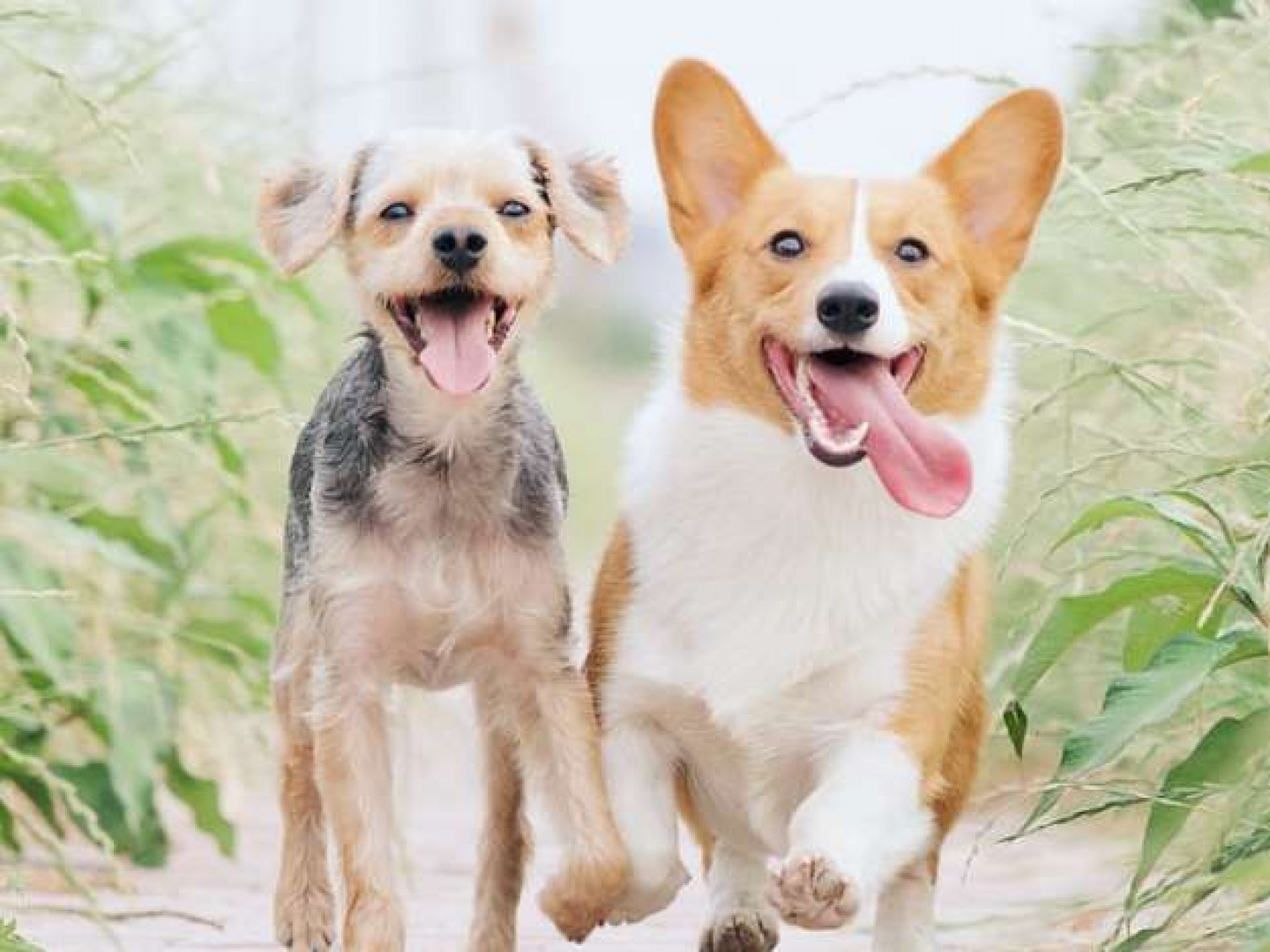 Lost and Found: Tyler, TX | The Humane Society's Pets Fur People