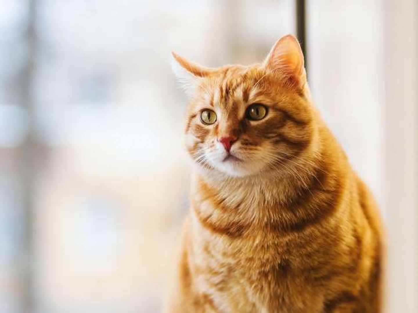 Support | The Humane Society's Pets Fur People