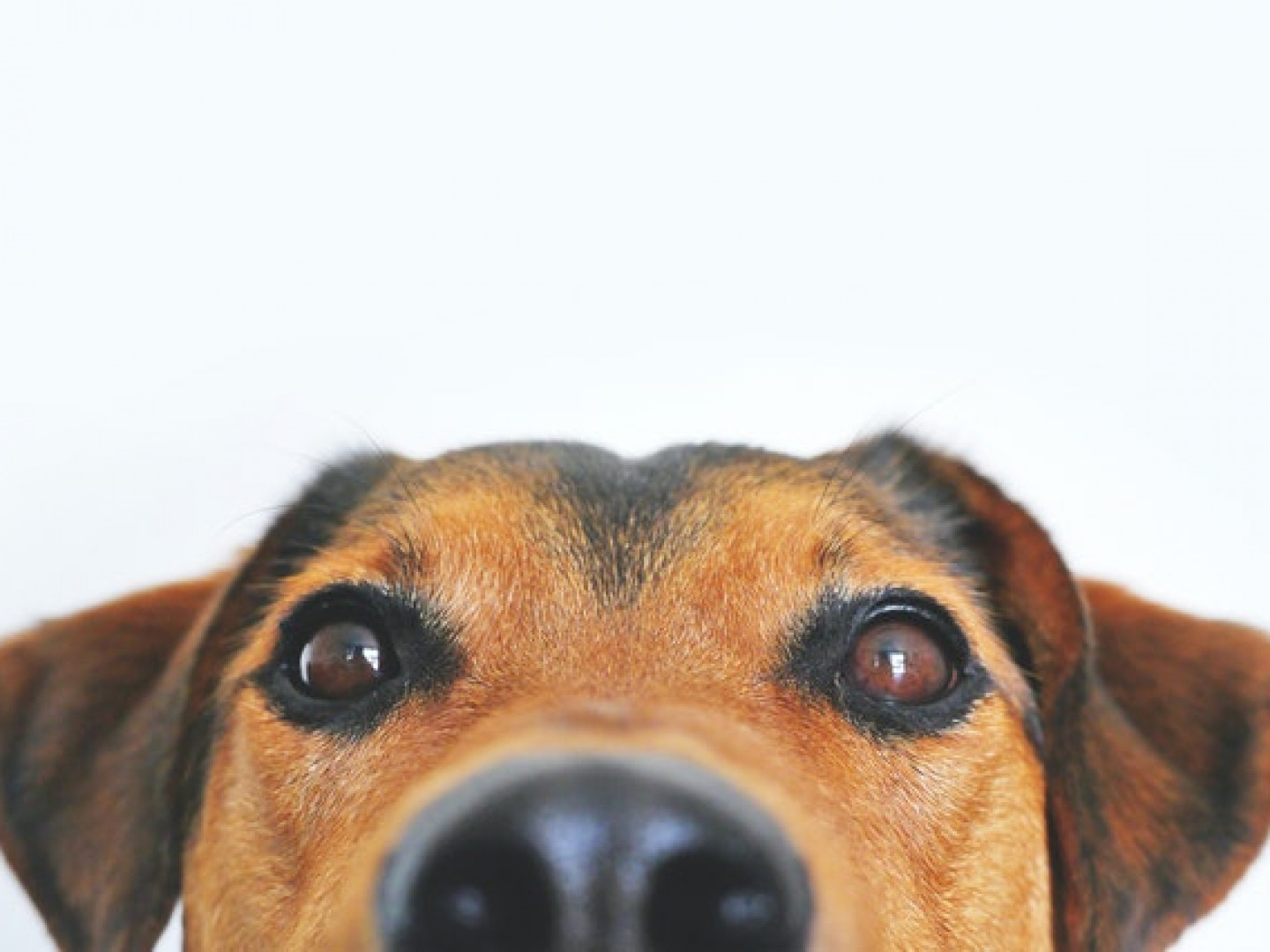 Donate: Tyler, TX | The Humane Society's Pets Fur People