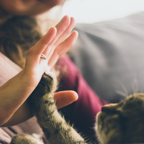 The Humane Society's Pets Fur People: East Texas No Kill Animal Shelter ...
