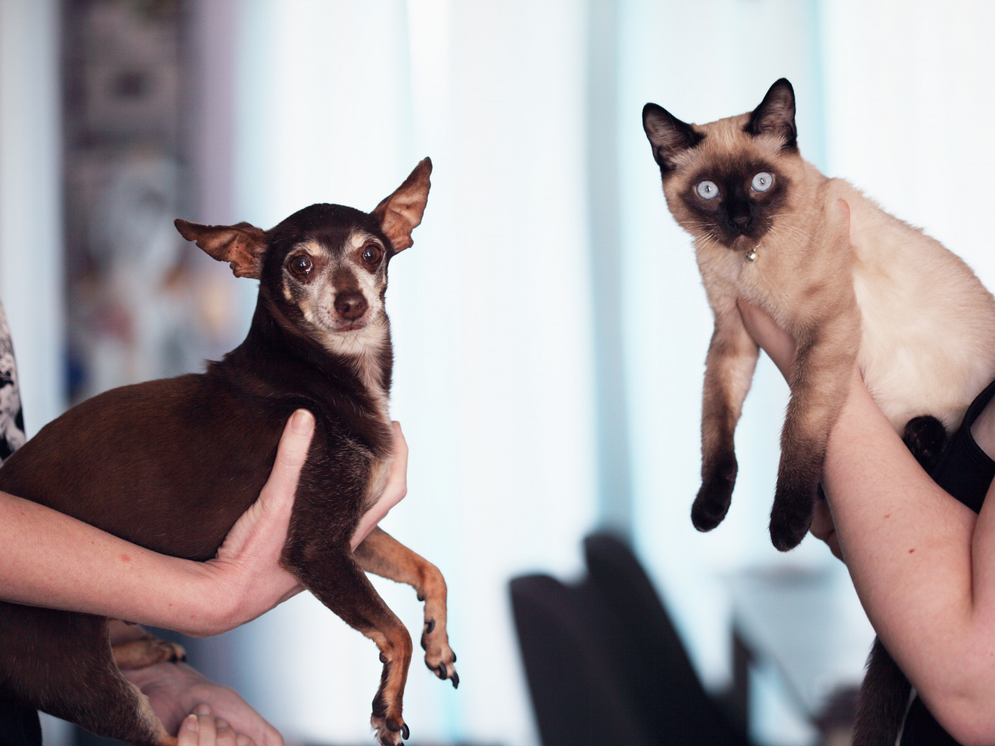 Adoption: Tyler, TX | The Humane Society's Pets Fur People